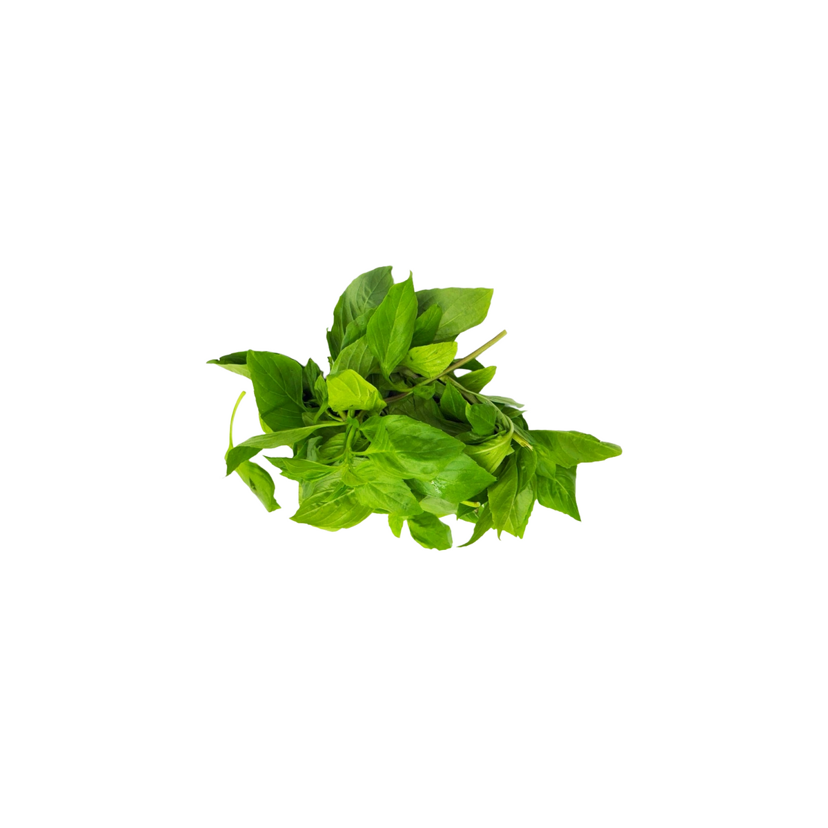 Basil in Clam Pack, 20g